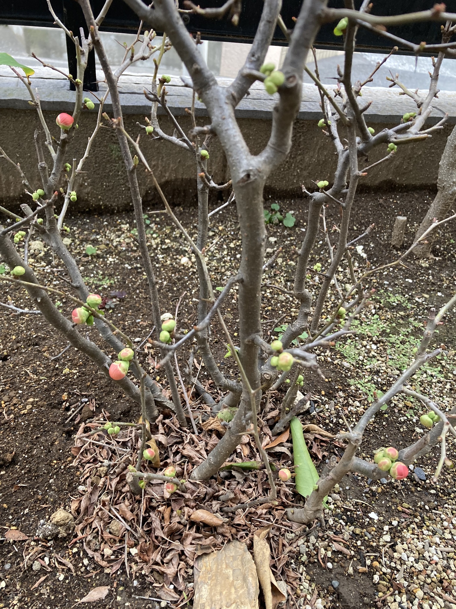 たまちゃんさんのダイアリー：我が家の可愛いお花たちです。 | 女性のための大腸がん・消化器がん相談コミュニティ｜ピアリング・ブルー